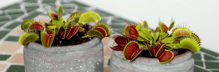 How Do Venus Flytrap Reproduce? – 4 Propagation Methods – Venus Flytrap ...