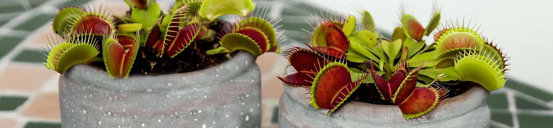 How big is the biggest Venus flytrap? - Venus Flytrap World