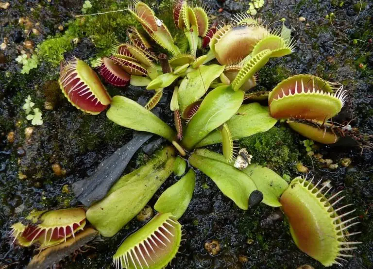 11 Tips to Grow Big Venus Flytraps (Sizing Chart Included) – Venus ...