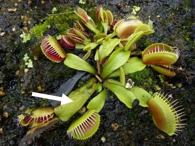 Venus Flytrap Parts with Diagram and Photos – Venus Flytrap World