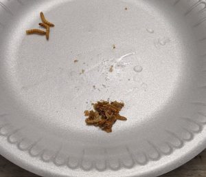 Venus Flytrap Food Options (a Beginners Guide With Pictures) – Venus ...