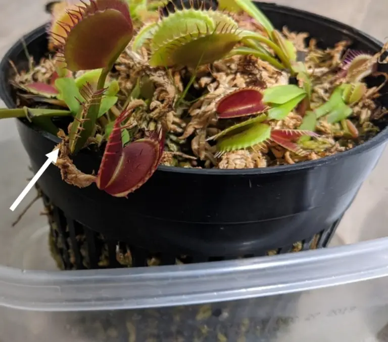 Venus Flytrap Best Food Options (a Beginners Guide With Pictures ...