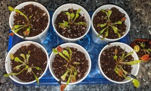 How Do Venus Flytrap Reproduce? – 4 Propagation Methods – Venus Flytrap ...