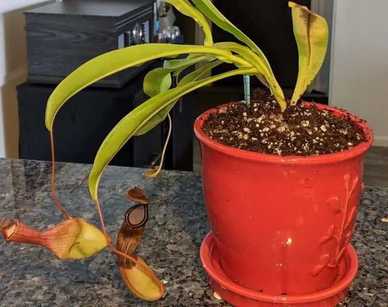 A Complete Pitcher Plant Care Guide (with care sheet) – Venus Flytrap World