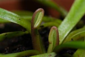 The Growth Stages of the Venus Flytrap With Pictures – Venus Flytrap World