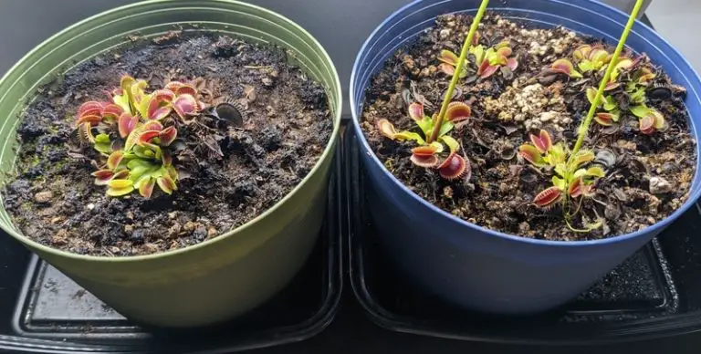 The Best Pots for Venus Flytraps – Complete Guide – Venus Flytrap World
