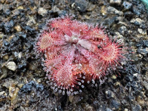How to Feed Carnivorous Plants to Keep them Alive – Venus Flytrap World
